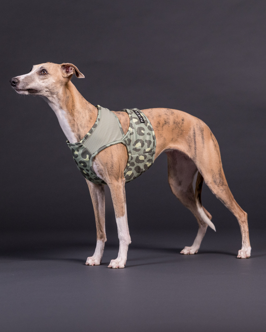 PAIKKA Hunde-Kühlweste Green Leo