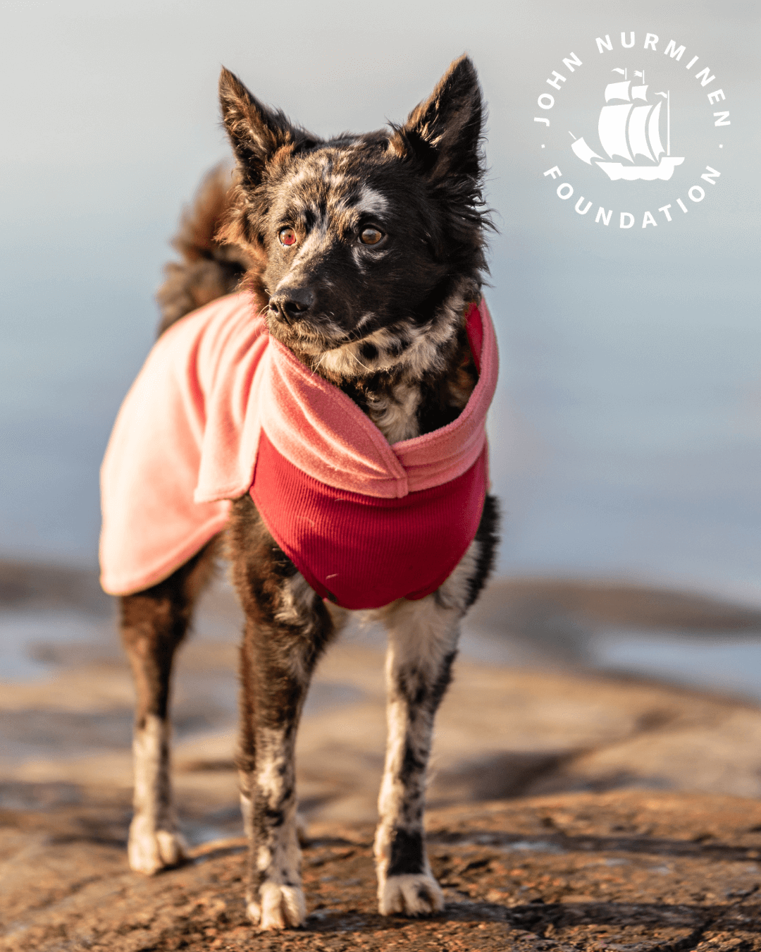 Shirts & Knits – PAIKKA