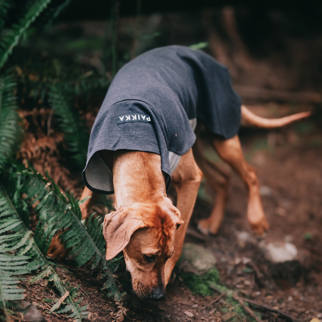 Shirts & Knits – PAIKKA